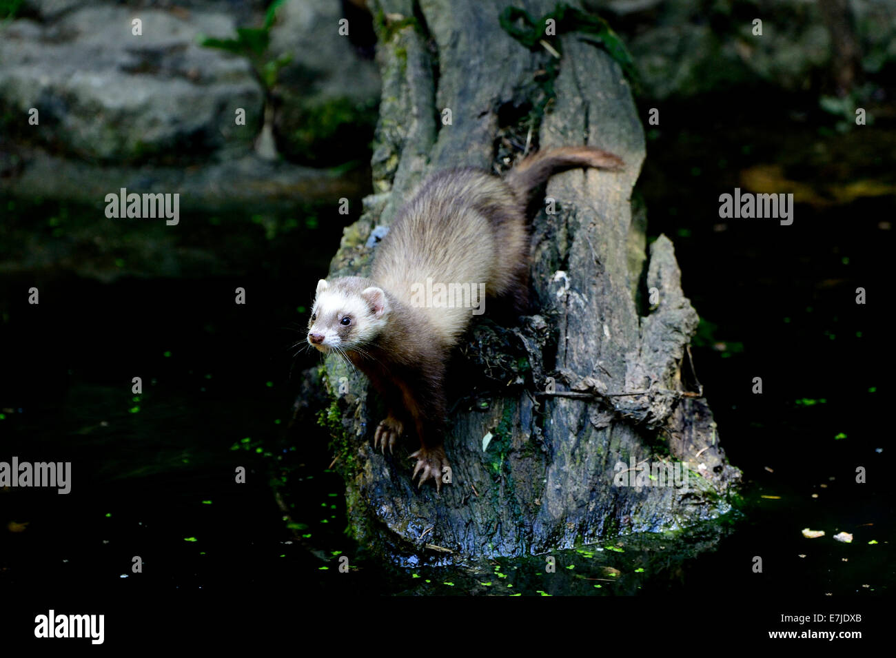 Polecat, animal, marten-like, polecats, European polecat, predator ...