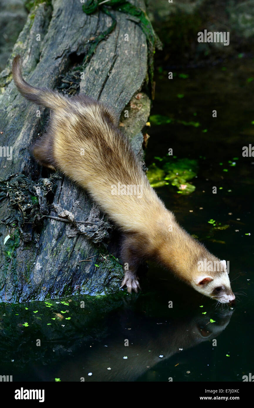 Polecat, animal, marten-like, polecats, European polecat, predator ...