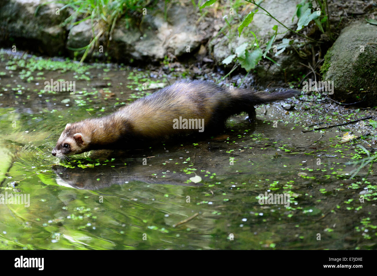 Polecat Like High Resolution Stock Photography and Images - Alamy