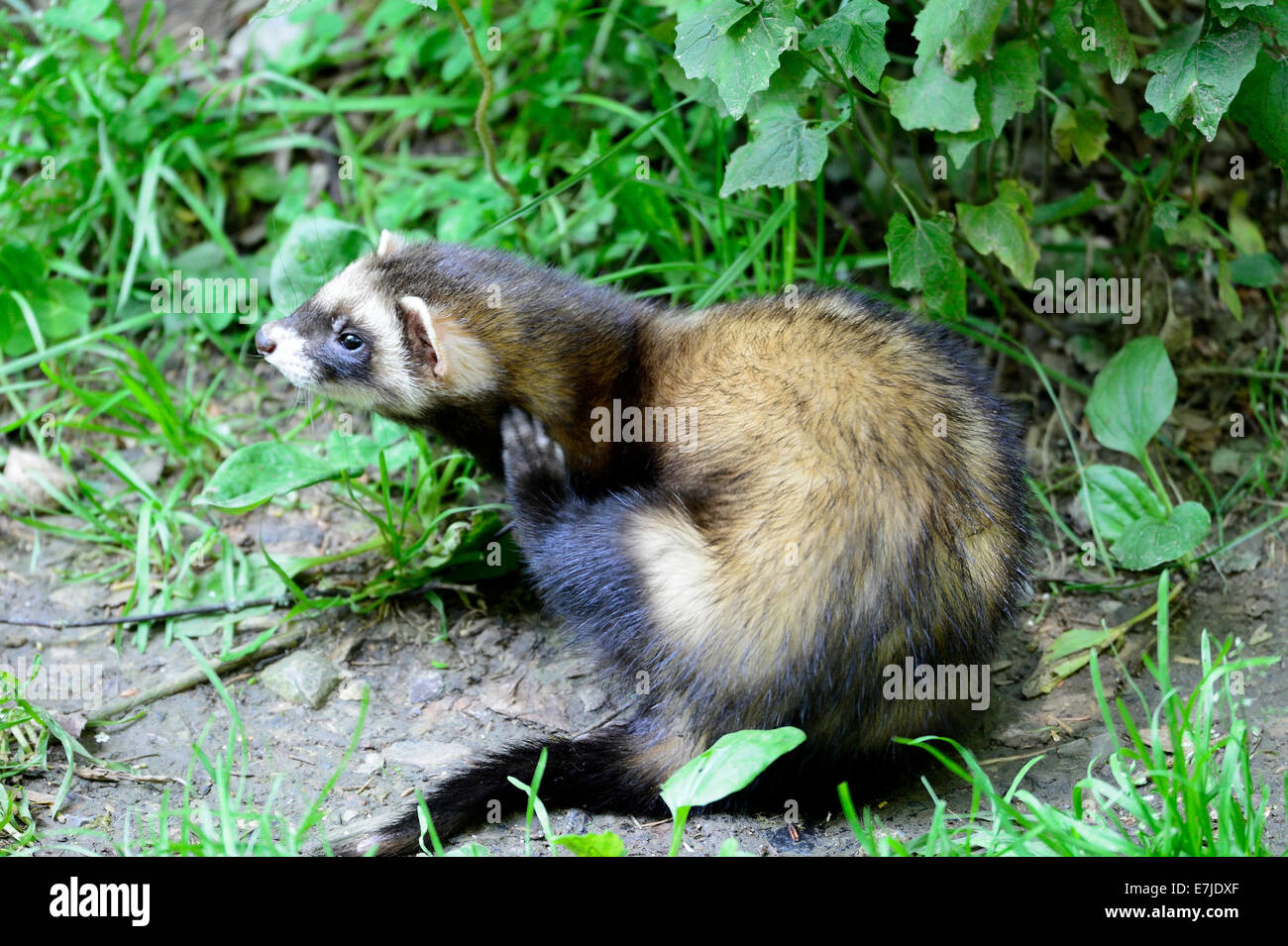 Polecat, animal, marten-like, polecats, European polecat, predator ...