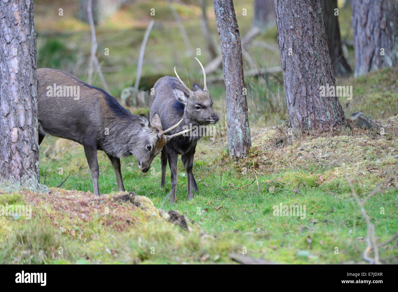 Japanese deer, spotted deer, deer, stag, Sika, Cervus nippon, Asian ...
