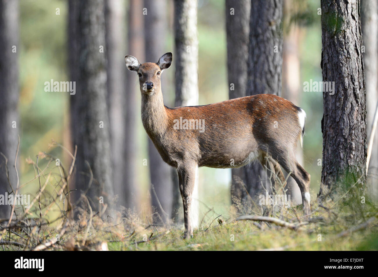 Japanese deer, spotted deer, deer, stag, Sika, Cervus nippon, Asian ...