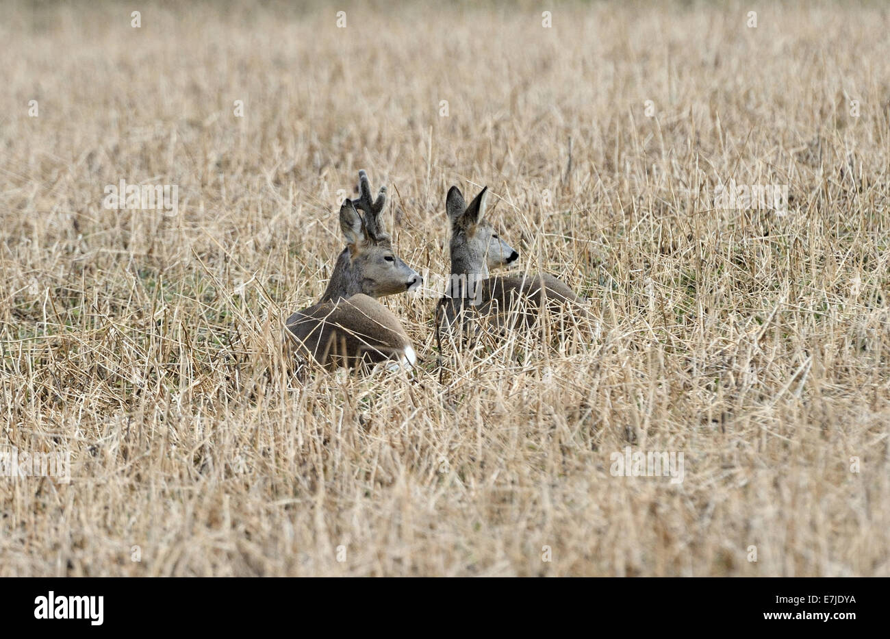 Roe deer, animal, forest roe deer, animal, Capreolus capreolus, cloven ...