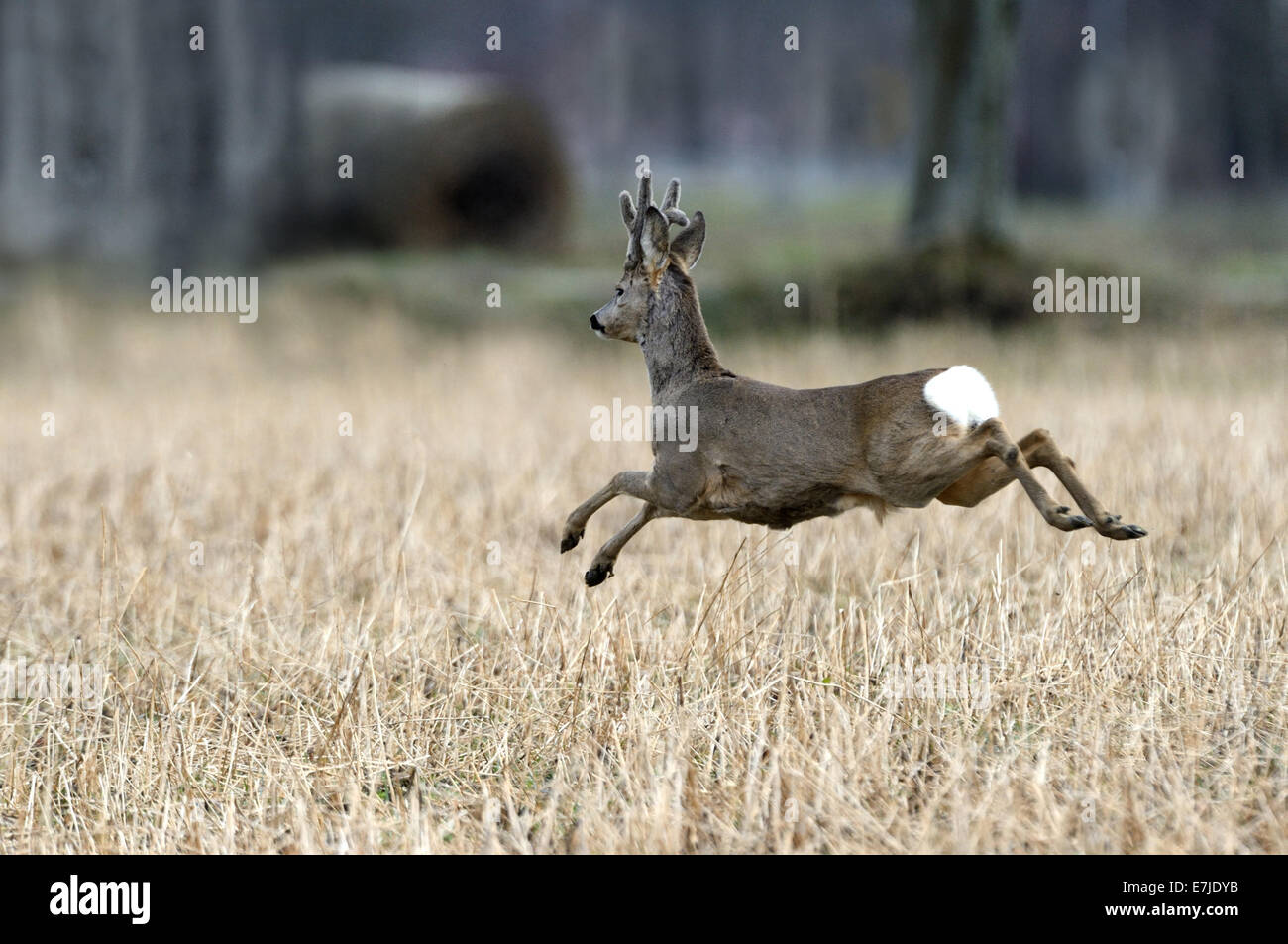 Roe deer, animal, forest roe deer, animal, Capreolus capreolus, cloven ...