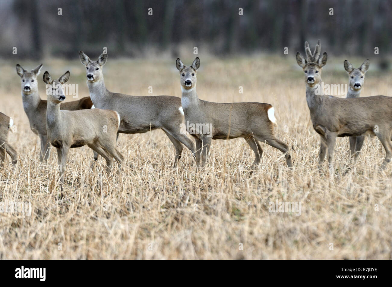 Roe deer, animal, forest roe deer, animal, Capreolus capreolus, cloven ...
