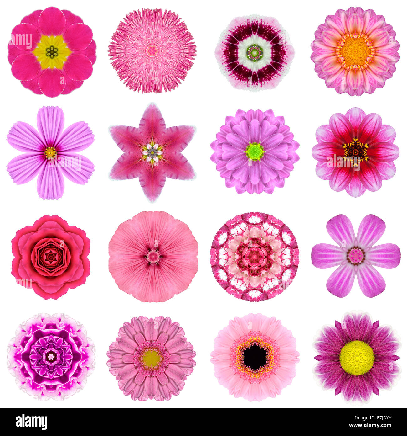 Big Collection of Various Purple Concentric Pattern Flowers ...