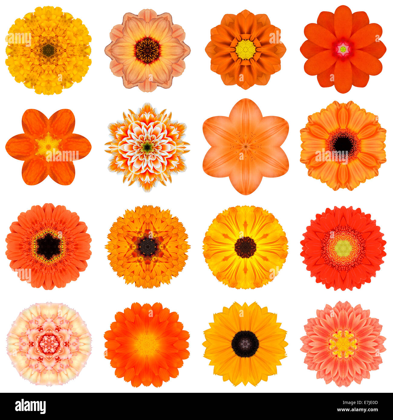 Big Collection of Various Orange Concentric Pattern Flowers ...