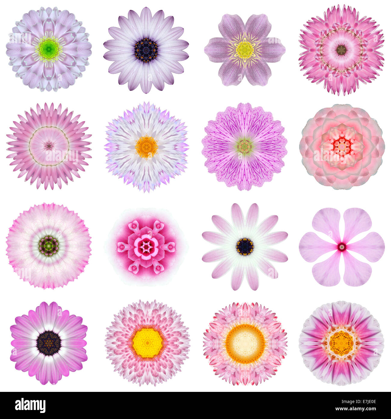 Big Collection of Various Pink Concentric Pattern Flowers ...
