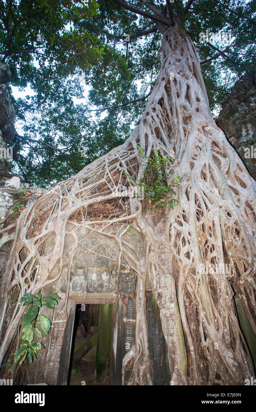 Asia, Cambodia, Siem Reap, Angkor Wat, Ta Prohm, Temple, Tree, Trees ...