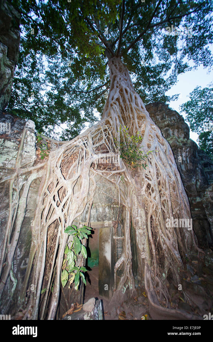 Tomb Of Vines Stock Photos & Tomb Of Vines Stock Images - Alamy