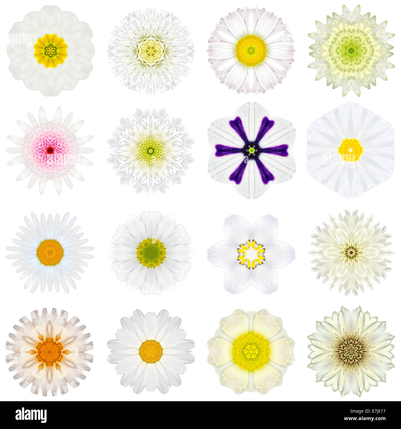 Circular pattern of vibrant flowers Cut Out Stock Images & Pictures - Alamy