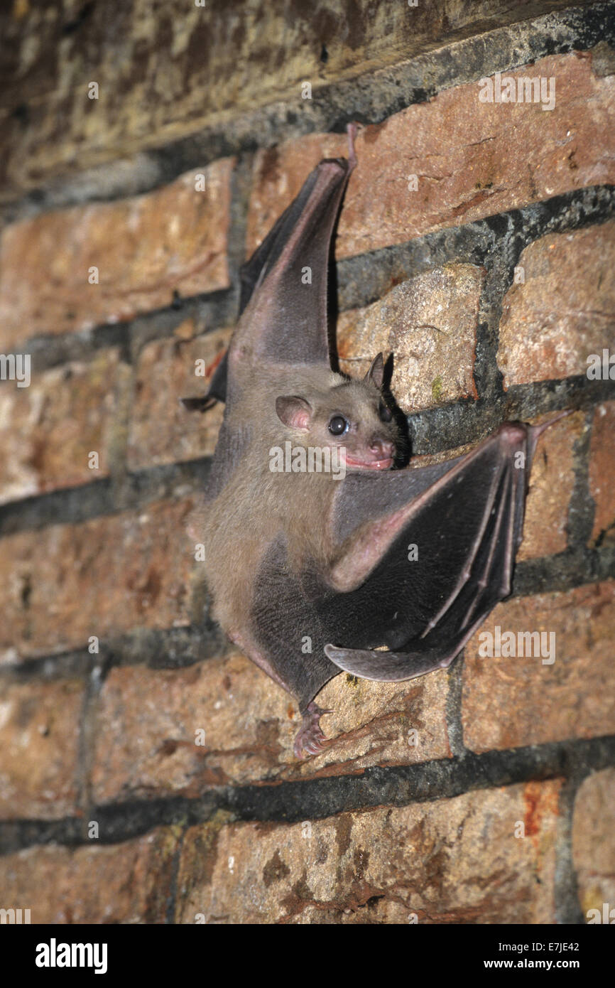 aegyptiacus, Chiroptera, ceiling, fauna, figure, bats, flying fox ...