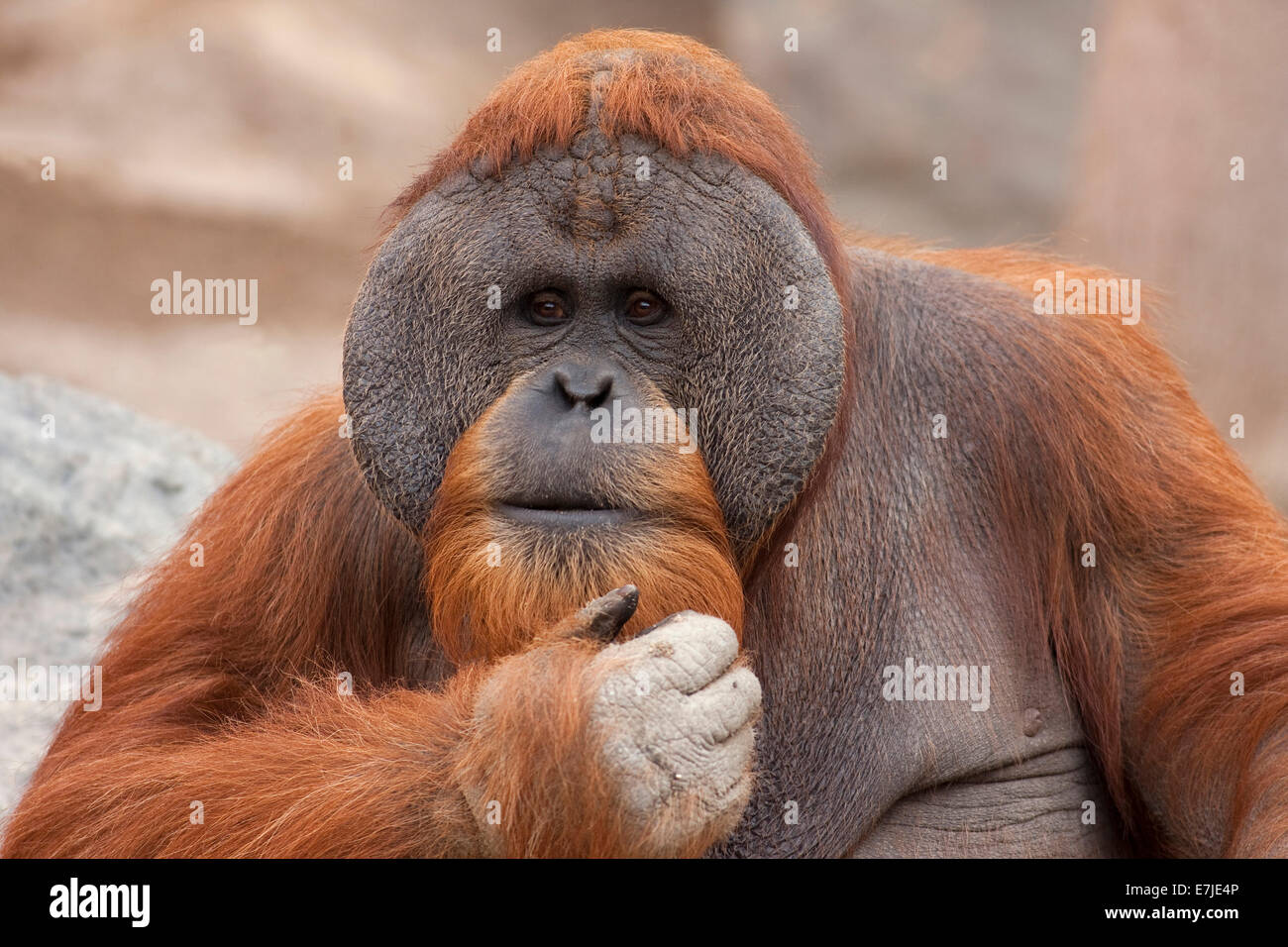 Monkeys, age, old person, Asia, Borneo, face, faces, ape, male ...