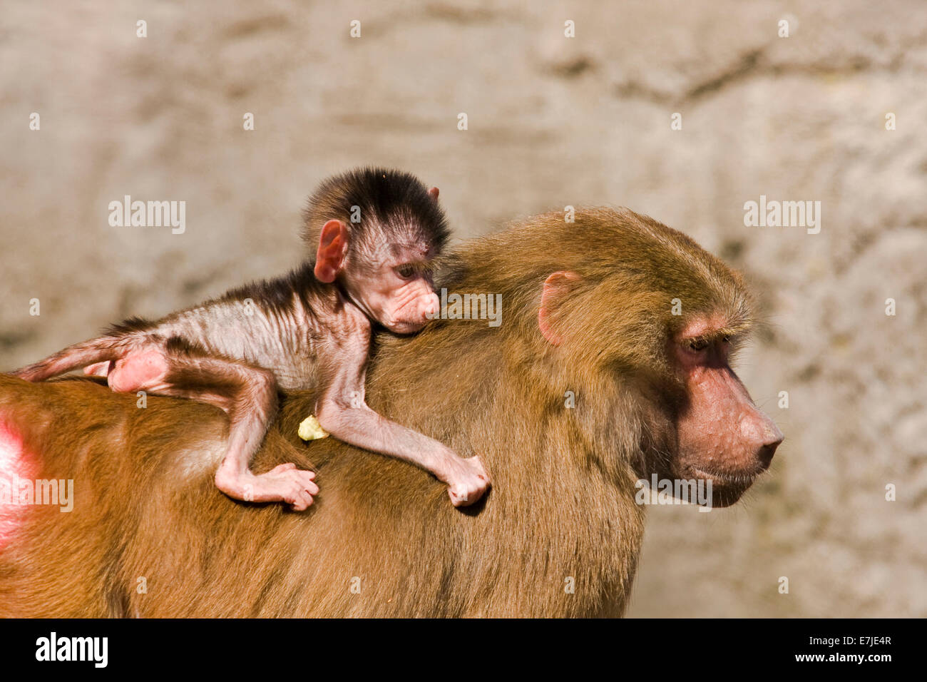 Monkeys, age, old person, Asia, Borneo, face, faces, ape, male ...