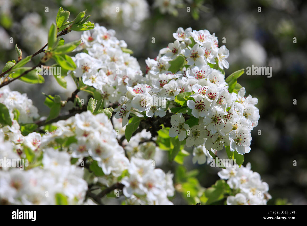 Agrarian, branch, knot, tree, pear tree, bright, leaves, blossom ...