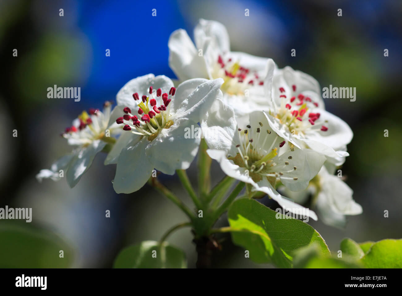 Agrarian, branch, knot, tree, pear tree, bright, leaves, blossom ...