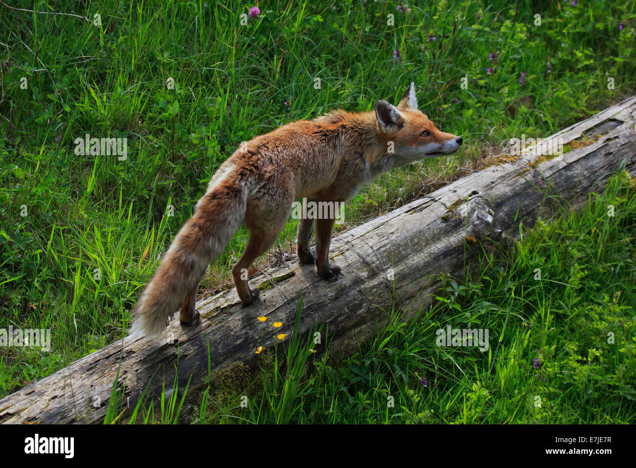 Trunk, flowers, flower meadow, fox terrier, spring, fox, male, red fox ...