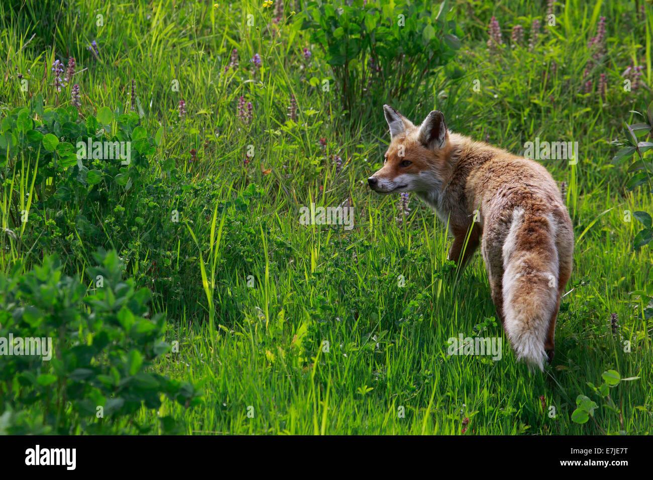 Flowers, flower meadow, fox terrier, spring, fox, male, red fox ...