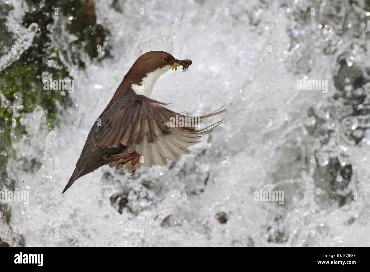 Dipper in flight High Resolution Stock Photography and Images - Alamy