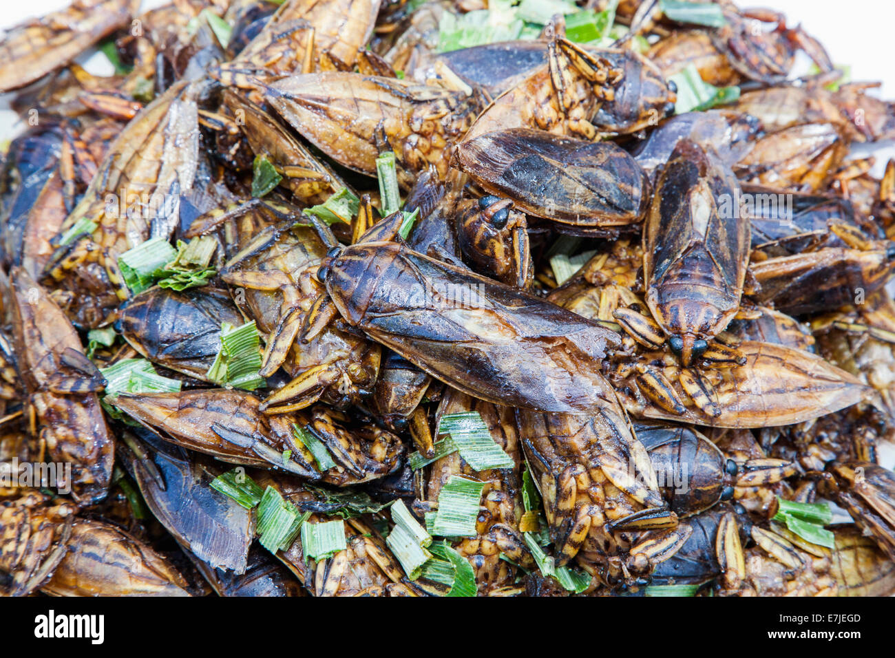 Asian Cockroaches Stock Photos & Asian Cockroaches Stock Images - Alamy