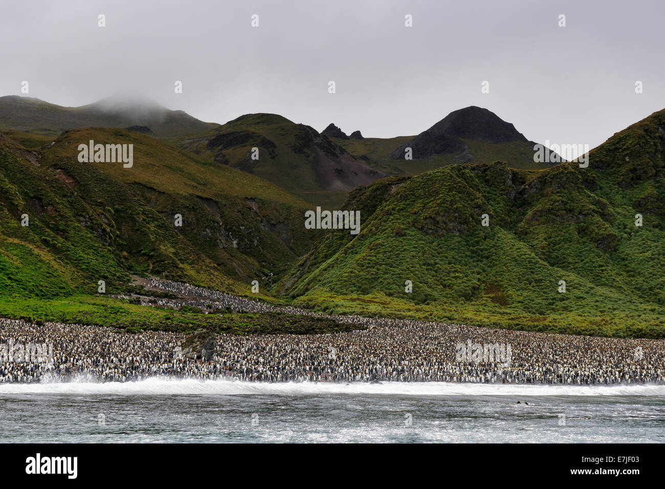 Macquarie island landscape hi-res stock photography and images - Alamy