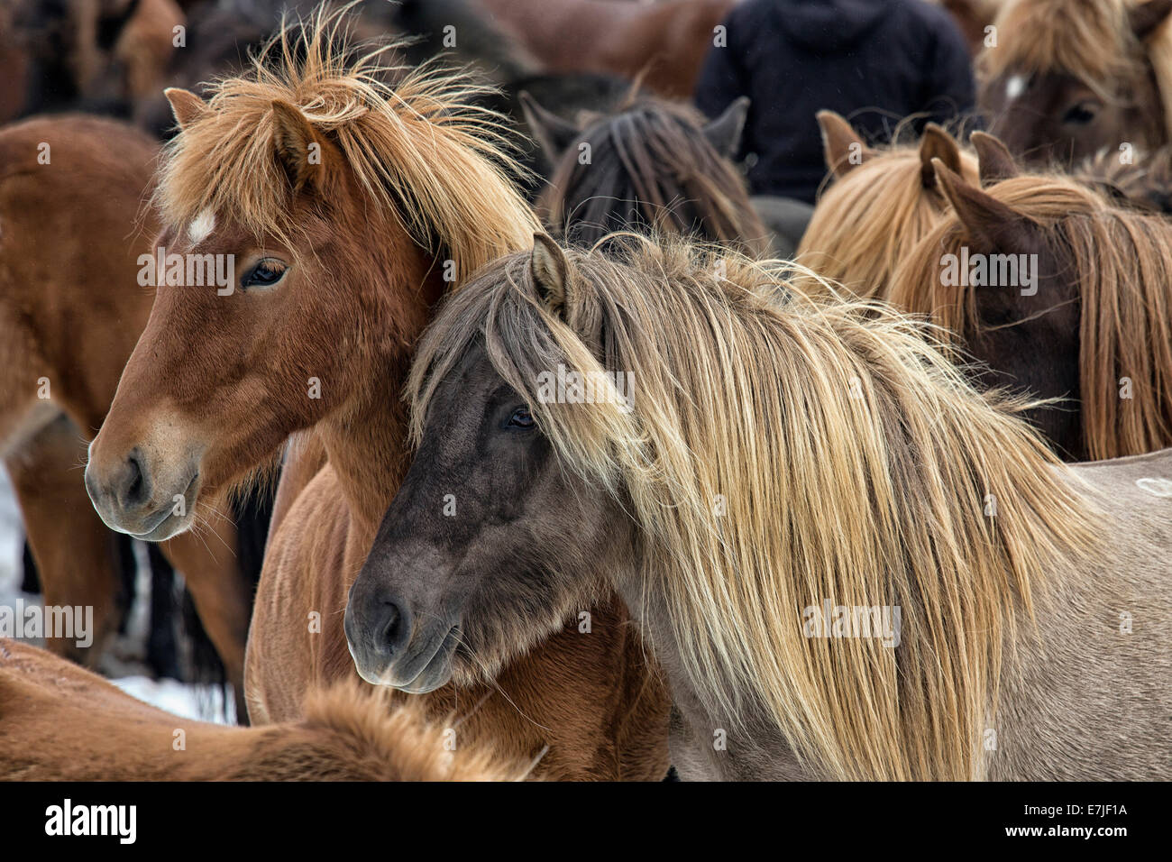 Rounding horses hi-res stock photography and images - Alamy