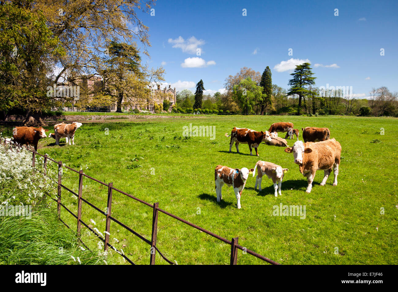 The herd of Hereford x Charolais cows and their calves grazing in the ...