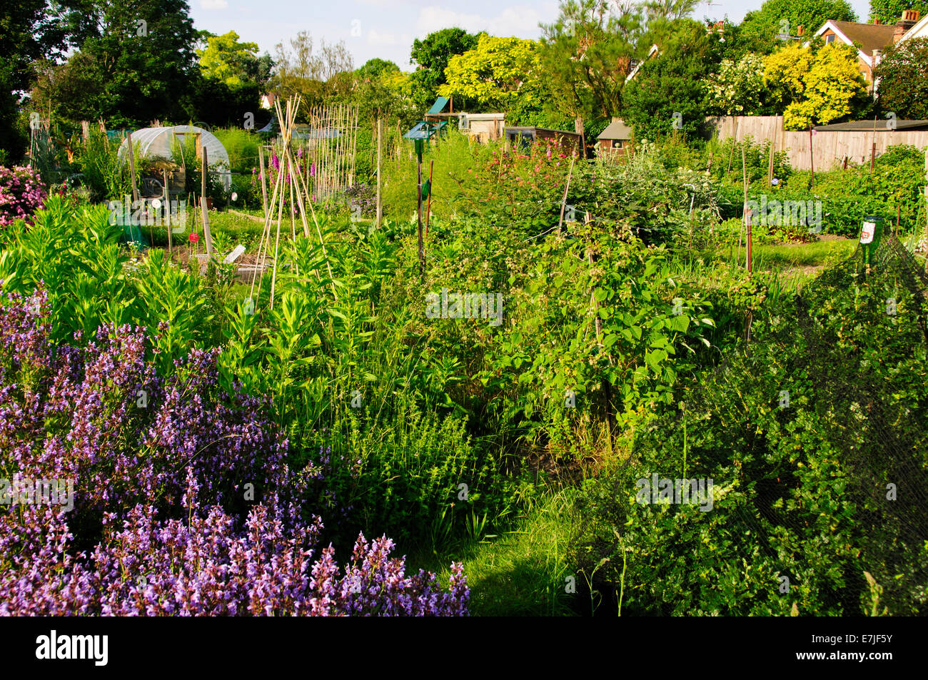 Allotments,Vegetable Patch,Gardening,Growing Fruit,Green Vegetables ...