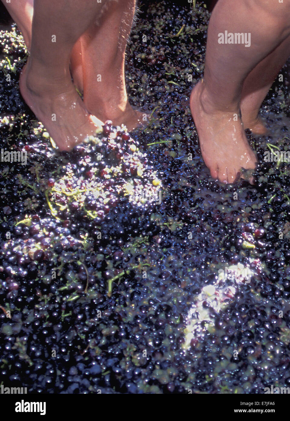 Grape Stomping, Wine Harvest Festival, Camara de Lobos, Madeira ...