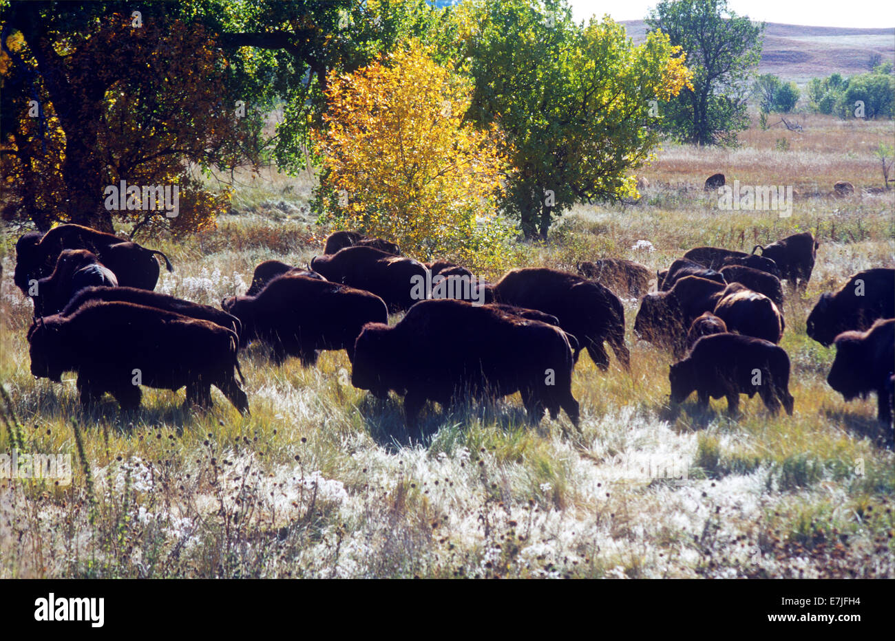 Buffalo, Round-Up, Custer, State Park, South Dakota Stock Photo - Alamy