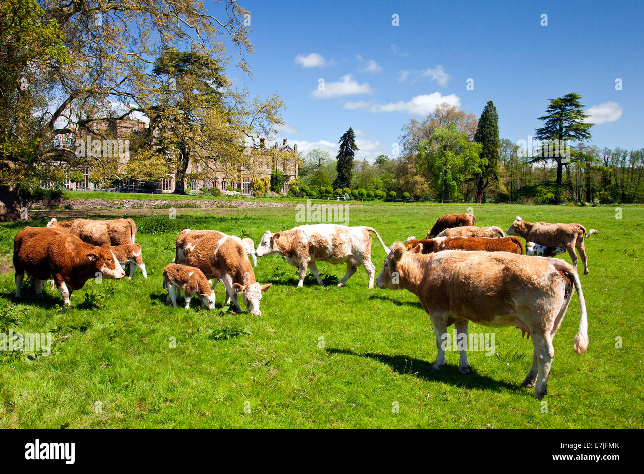The herd of Hereford x Charolais cows and their calves grazing in the ...