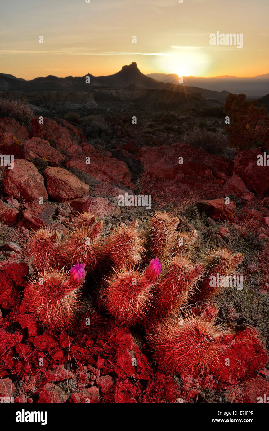 USA, United States, America, Arizona, Route 66, Oatman, Sitgrave Pass ...
