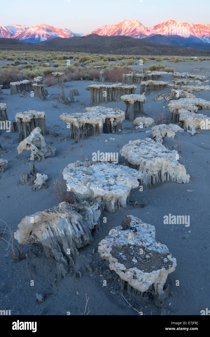 USA, United States, America, California, Tufa, Mono Lake, Sand tufas ...