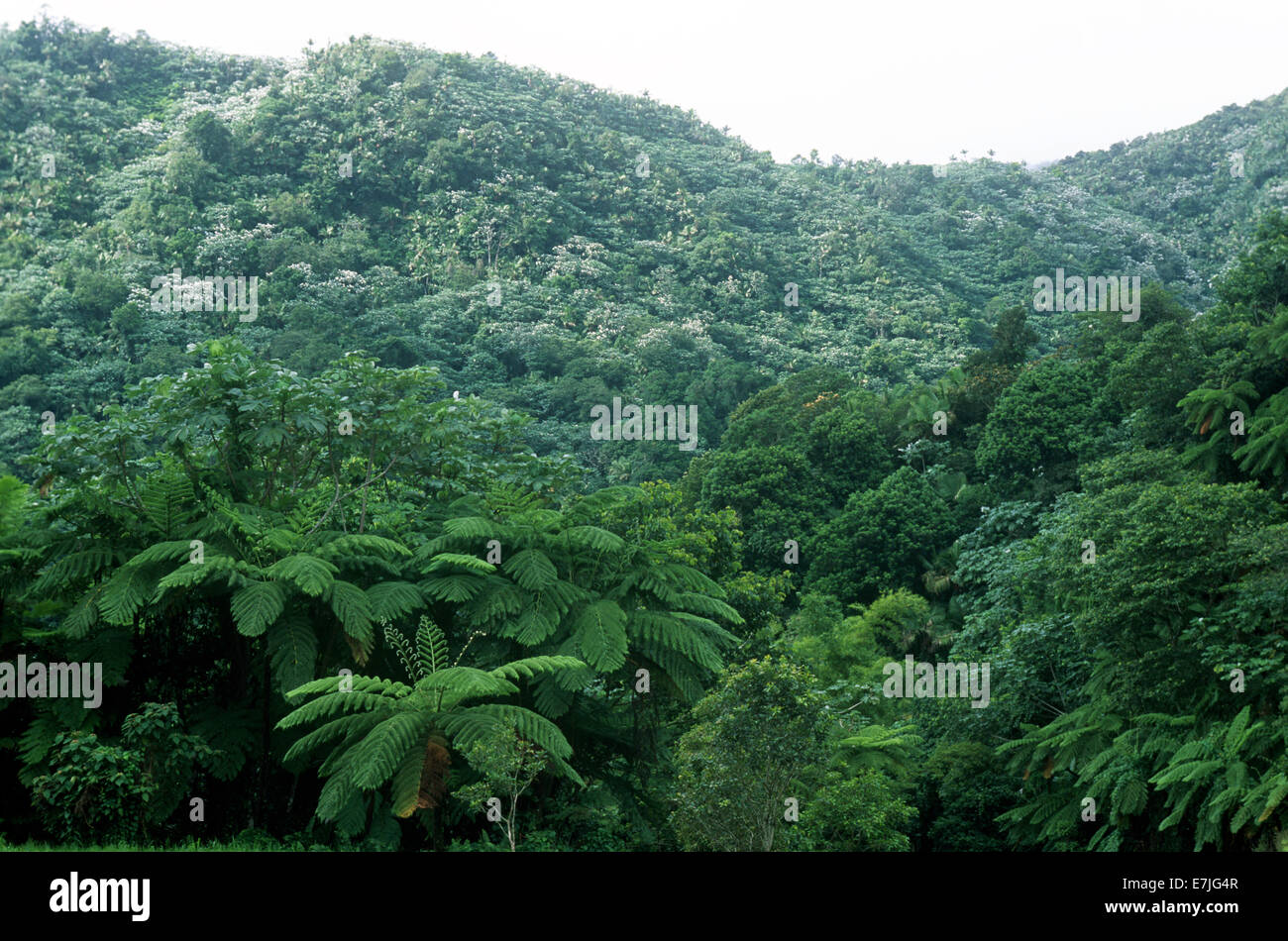 Rainforest, El Yunque, National Forest, Puerto Rico, Caribbean Stock ...