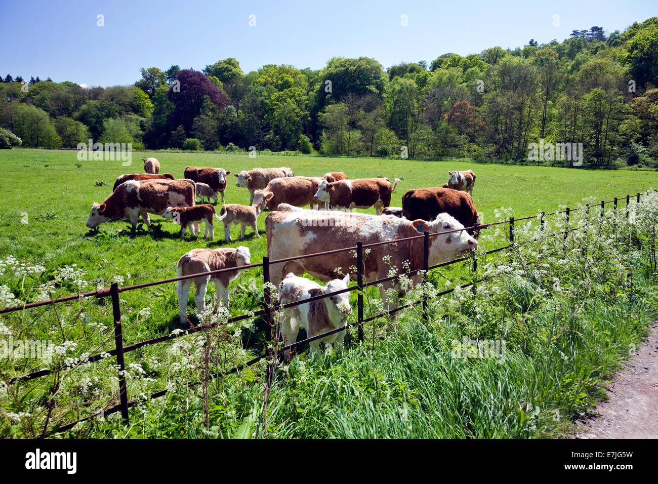 The herd of Hereford x Charolais cows and their calves grazing in the ...