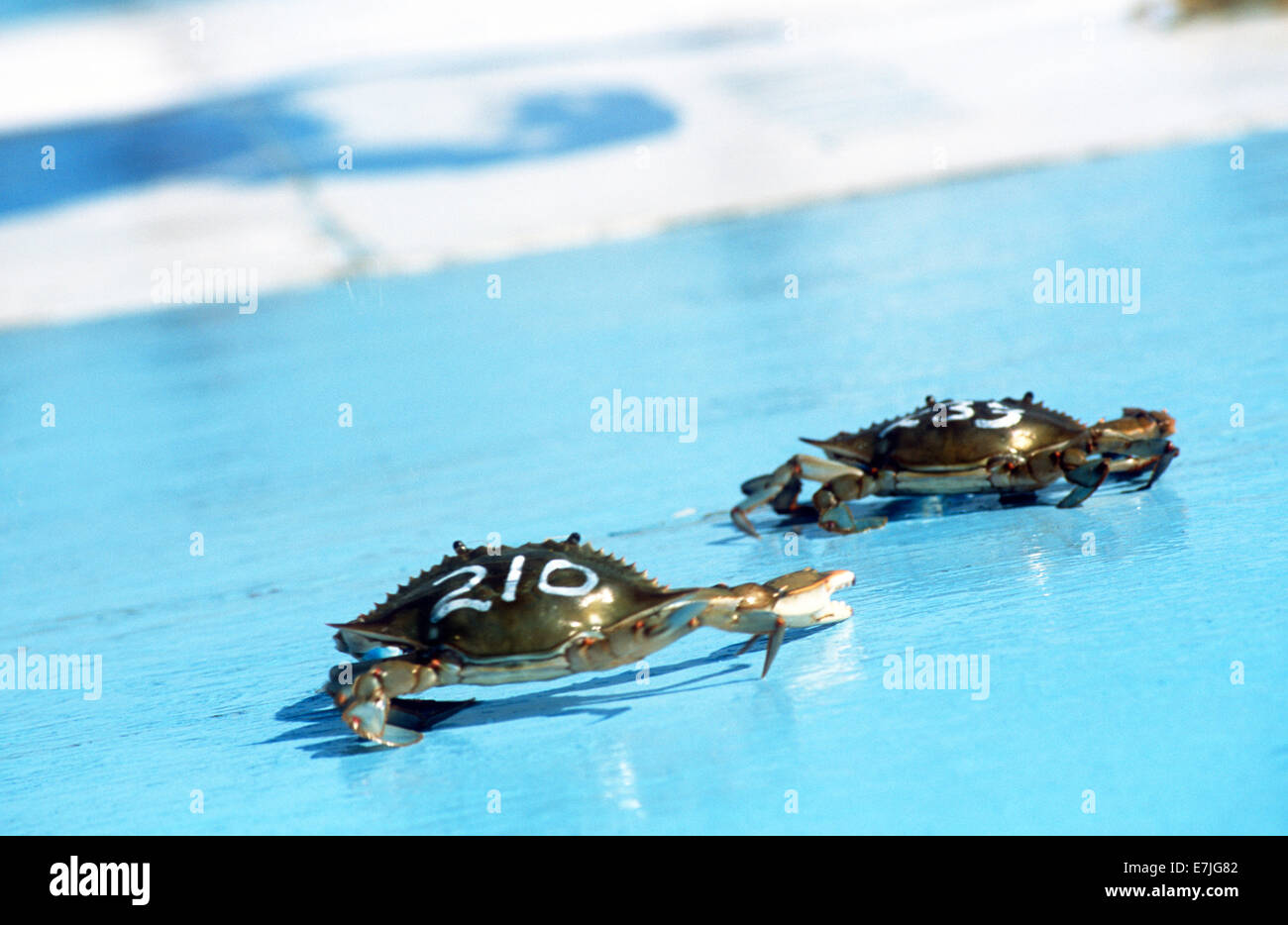Crab race hi-res stock photography and images - Alamy