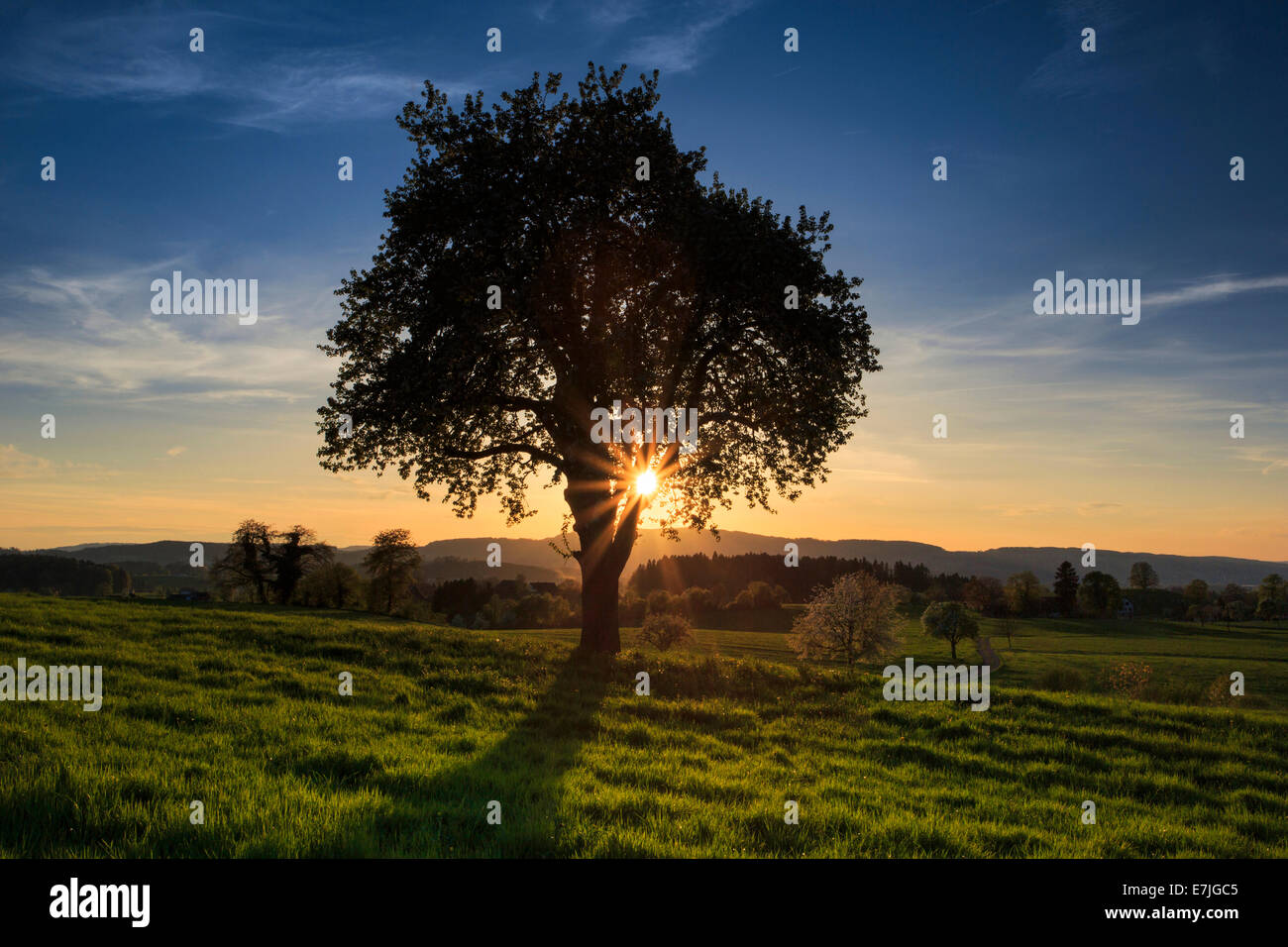 Agrarian, tree, pear tree, field, spring, back light, sky, hill scenery ...