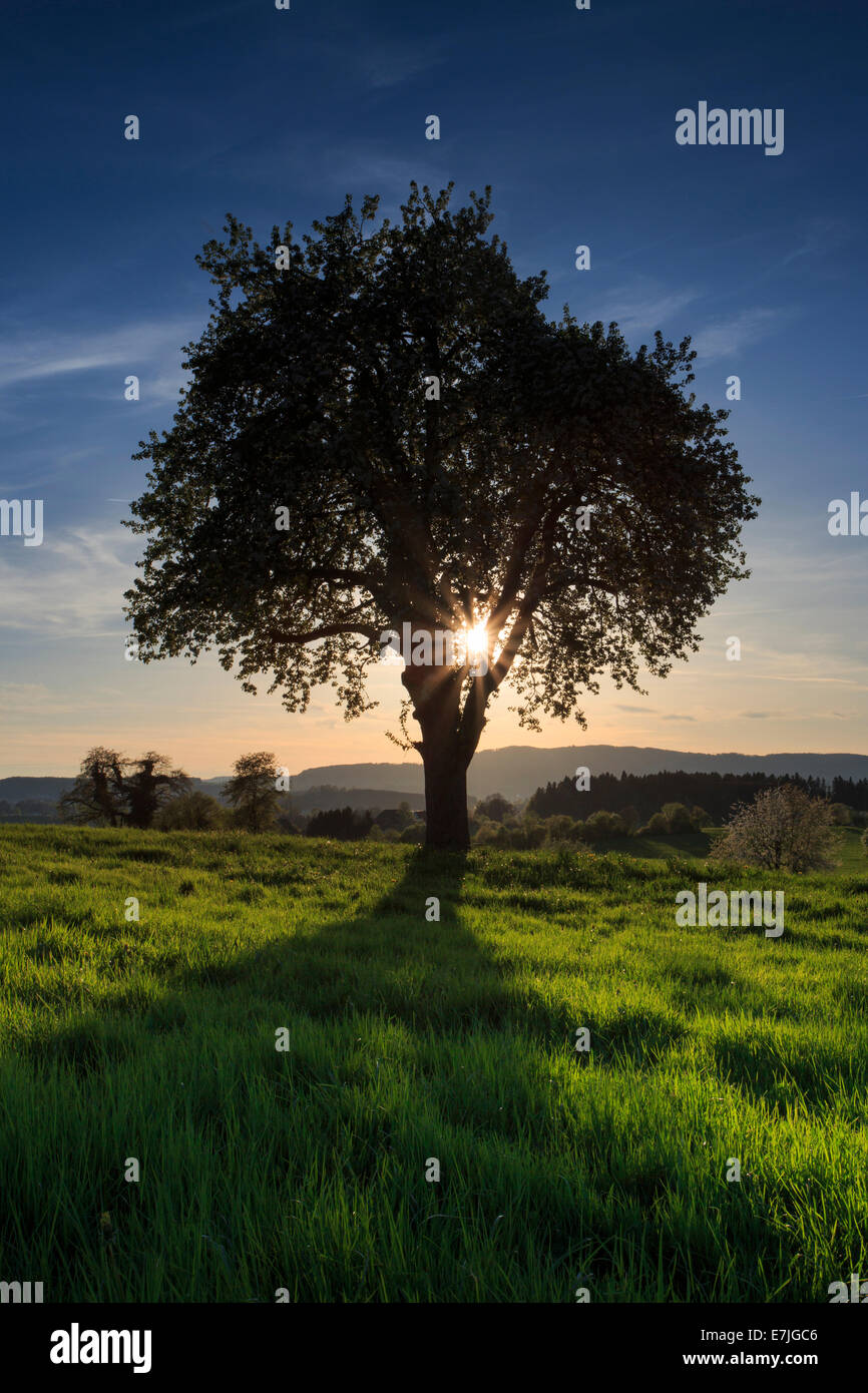 Agrarian, tree, pear tree, field, spring, back light, sky, hill scenery ...