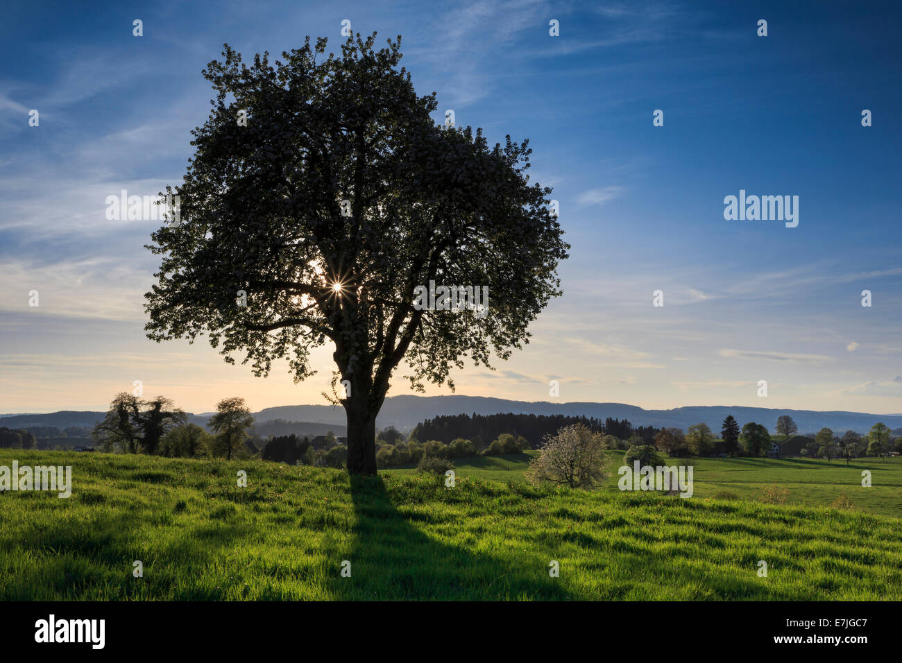 Agrarian, tree, pear tree, field, spring, back light, sky, hill scenery ...