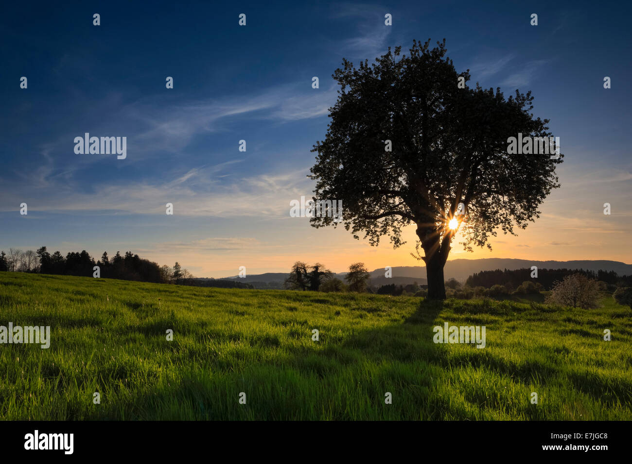 Agrarian, tree, pear tree, field, spring, back light, sky, hill scenery ...