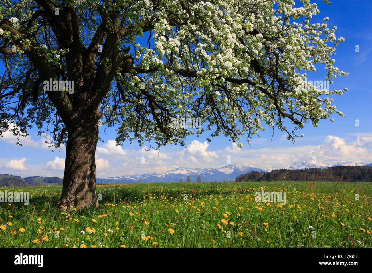 Agrarian, apple, apple tree, apple tree blossom, flourish, tree ...