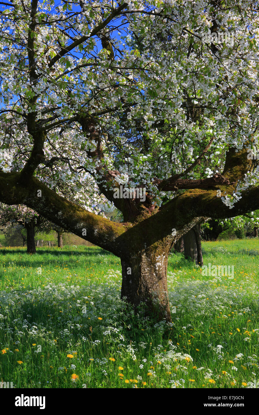 Agrarian, apple, apple tree, apple tree blossom, flourish, tree ...
