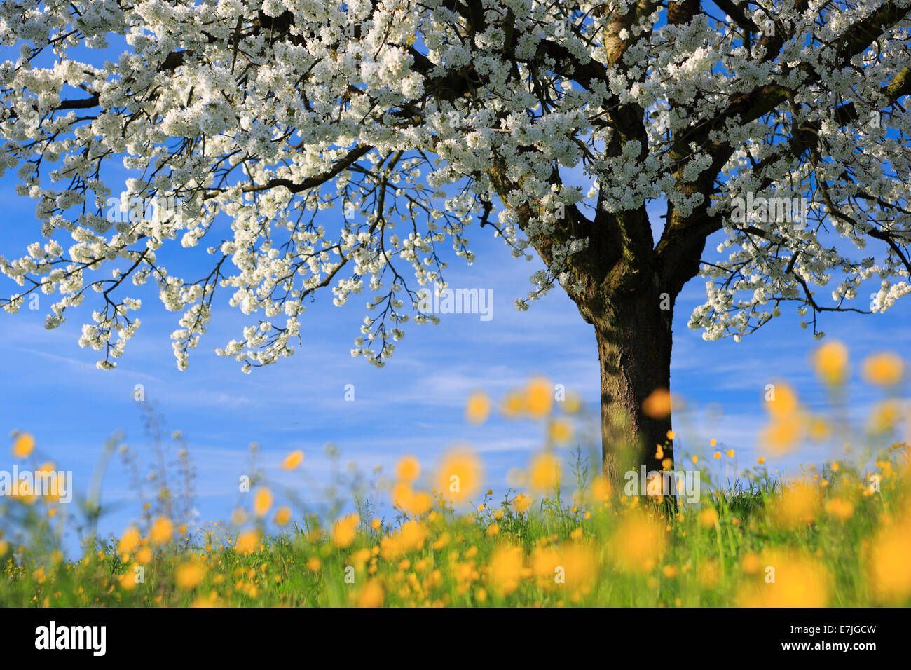 Agrarian, apple, apple tree, apple tree blossom, flourish, tree ...