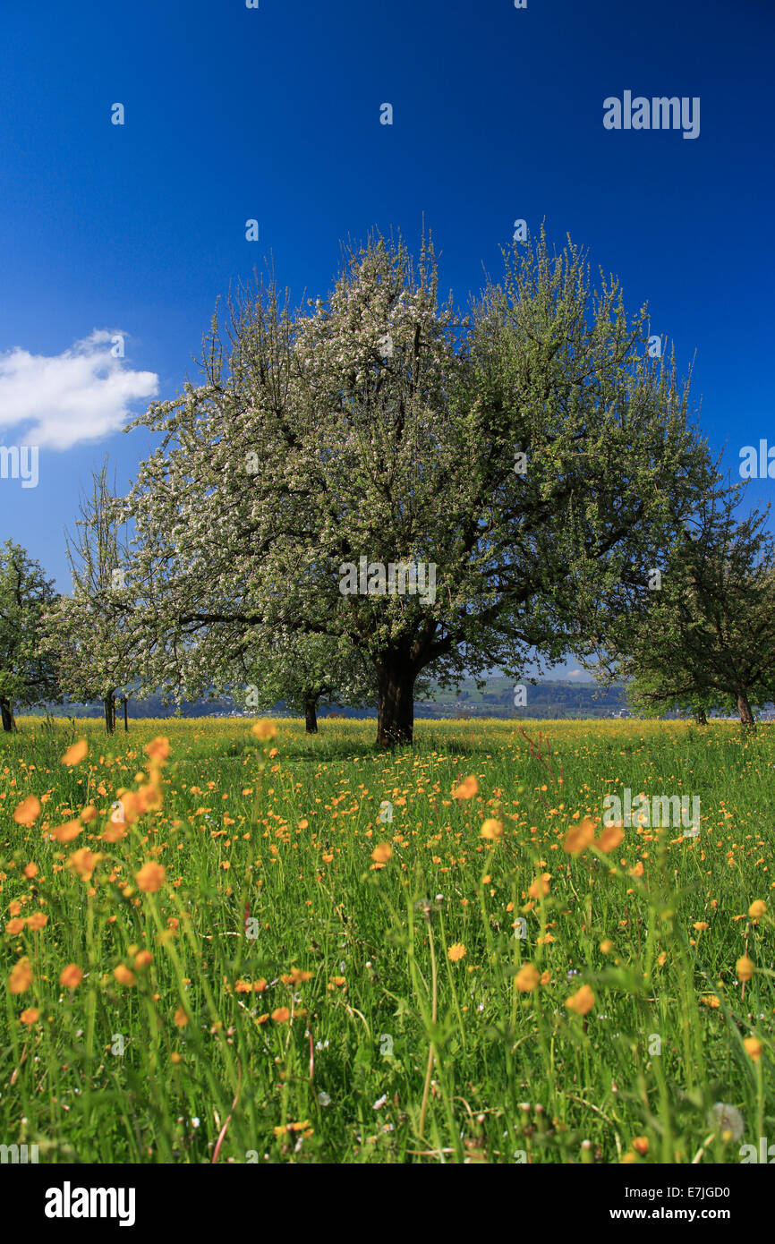 Agrarian, apple, apple tree, apple tree blossom, flourish, tree ...
