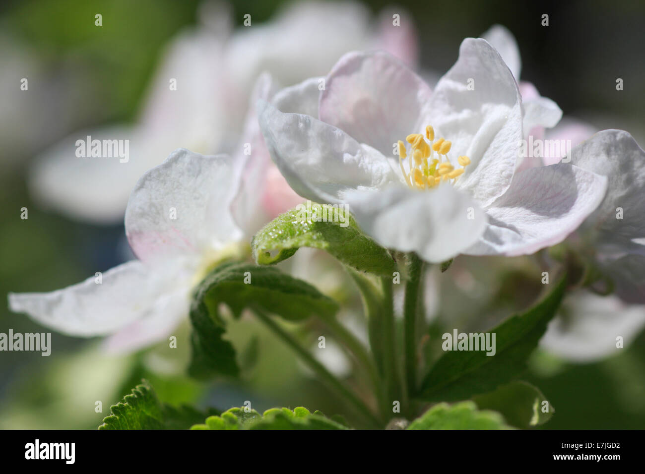 Agrarian, apple, apple tree, apple tree blossom, flourish, tree ...