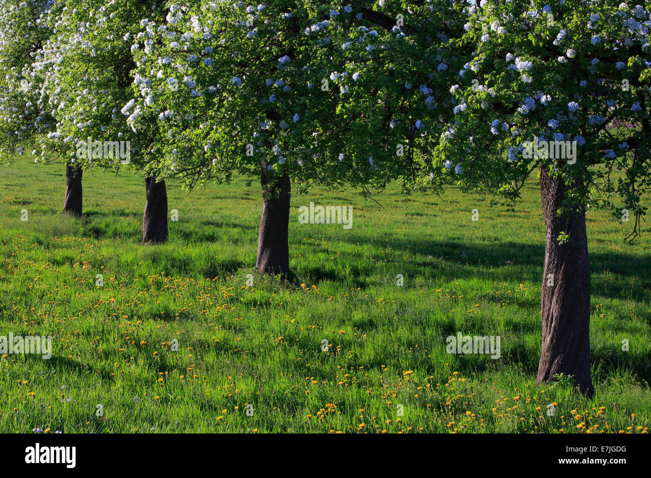 Agrarian, avenue, tree, group of trees, tree row, pear tree, pear trees ...