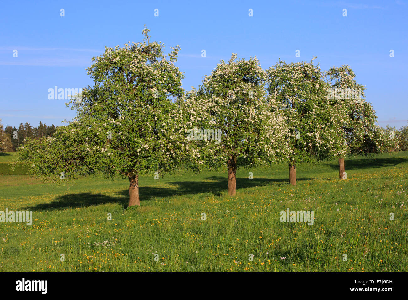 Agrarian, avenue, tree, group of trees, tree row, pear tree, pear trees ...