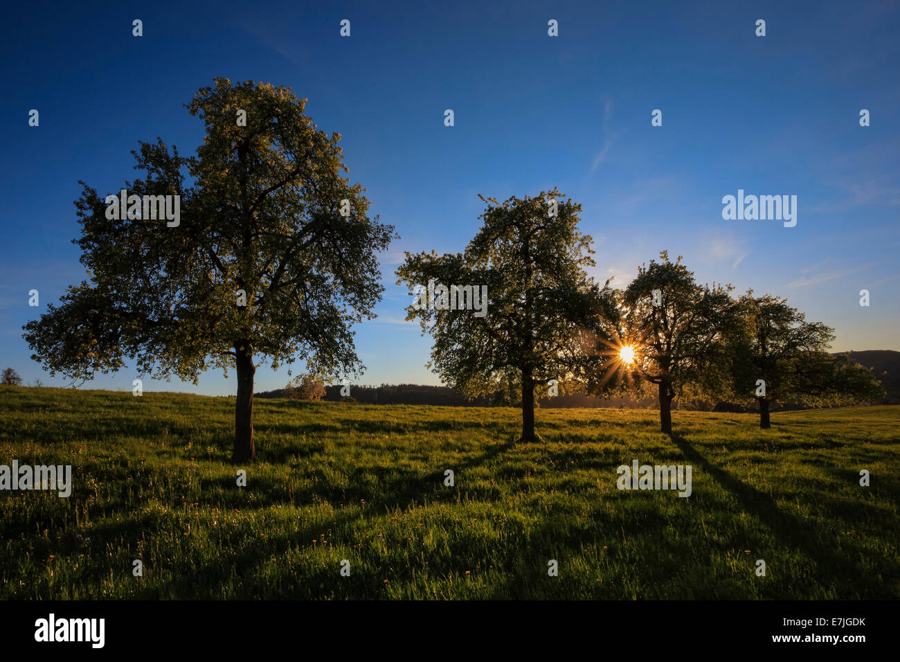 Agrarian, avenue, tree, group of trees, tree row, pear tree, pear trees ...
