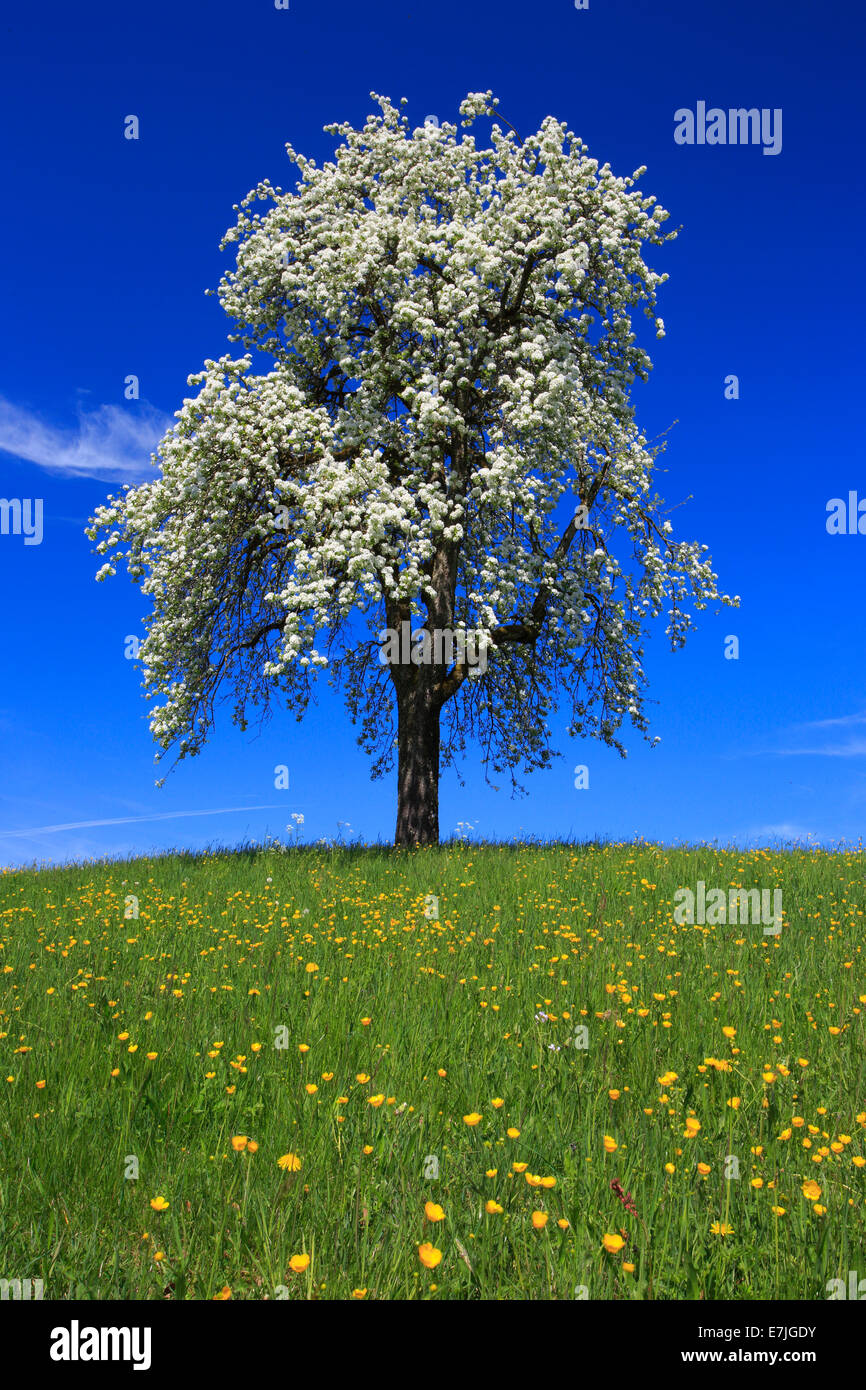 Agrarian, tree, pear tree, pear, blossom, flourish, flowerage, field ...