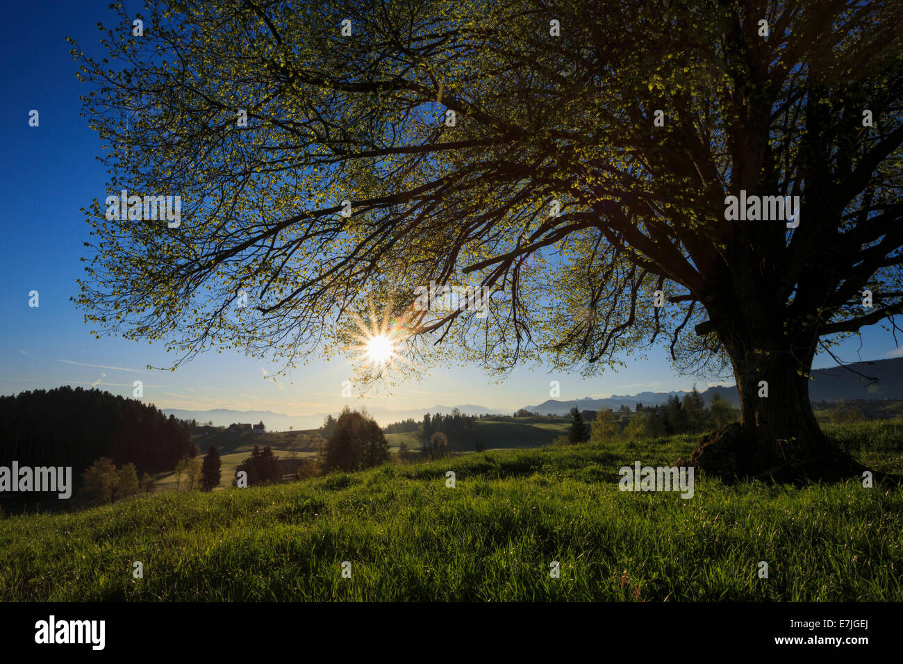 Alps, tree, mountains, trees, spring, back light, Hirzel, Hirzel pass ...